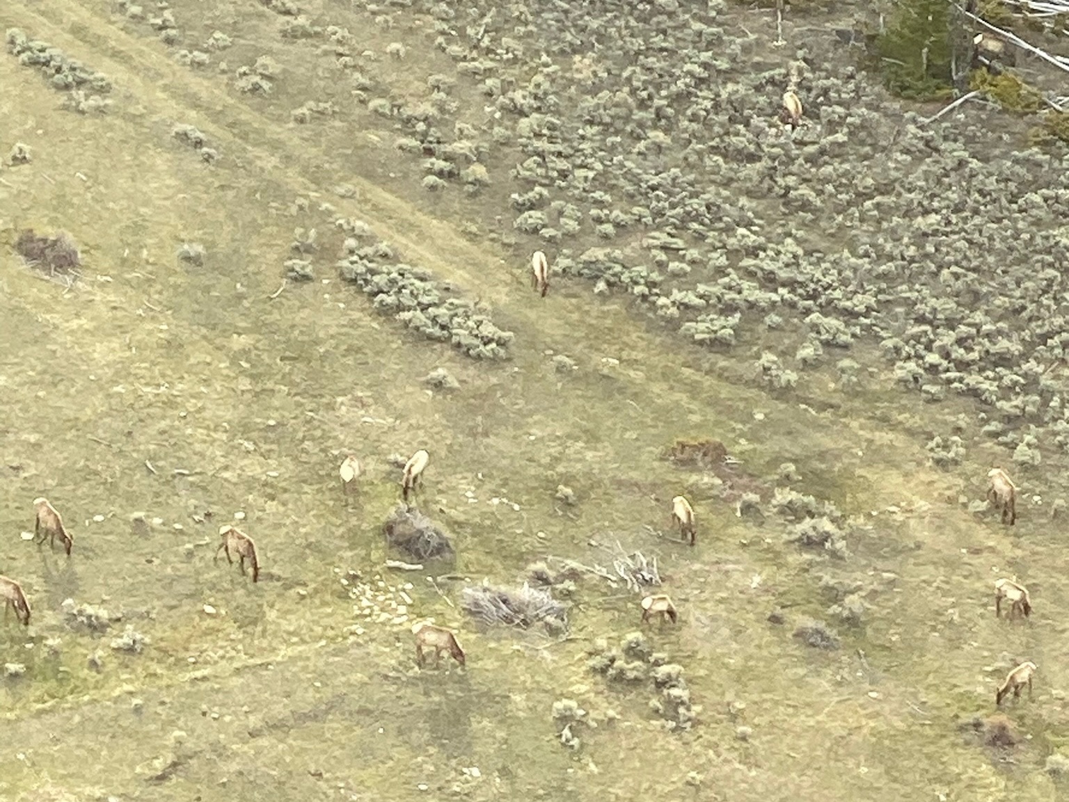 Scout Your Hunting Unit - Absolute Altitude